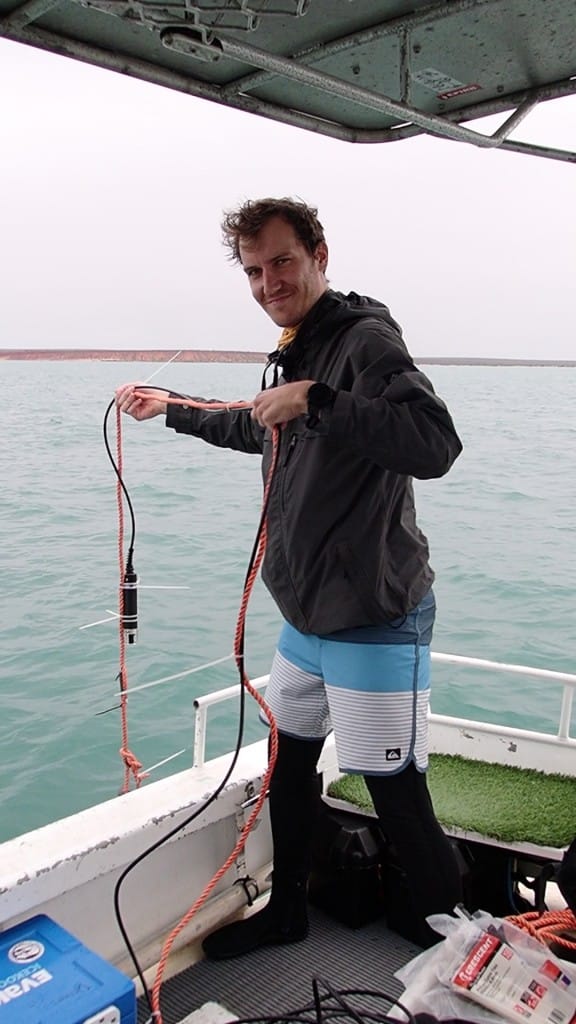 A successful deployment of the first acoustic receiver array in Shark Bay!